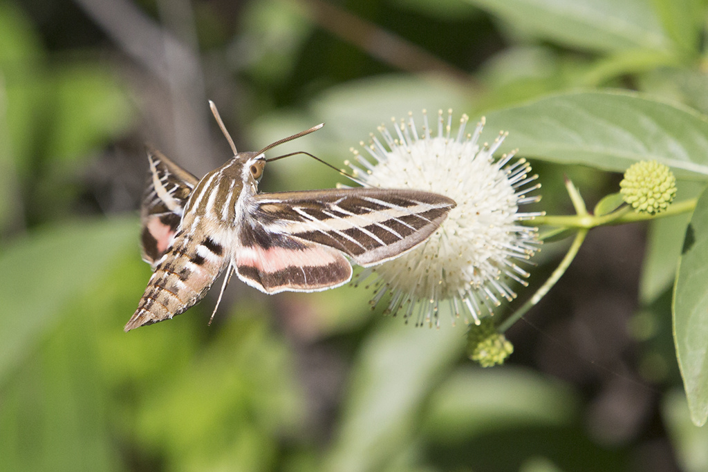 Arizona: Beetles, Bugs, Birds and more: Insects of the Button Bush